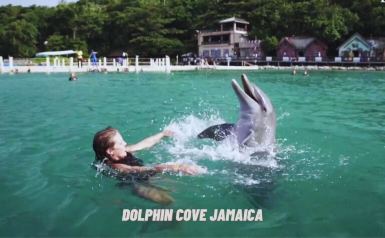 Dolphin Cove Jamaica: Discover The Magic Of The Caribbean